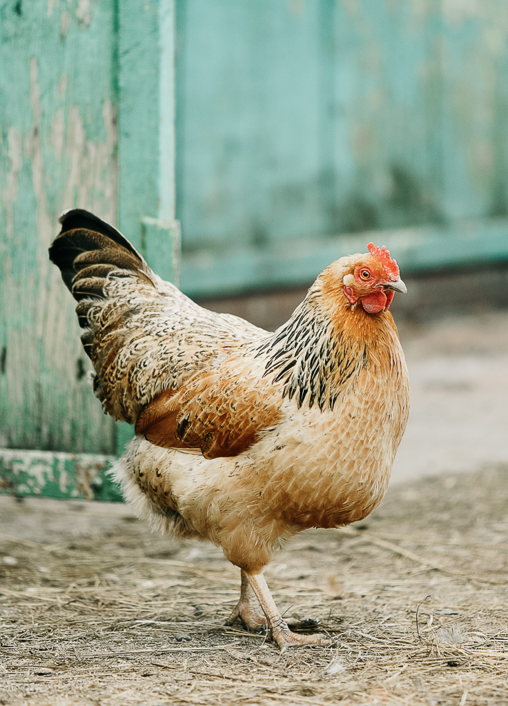 Services - Crafty Chicken Co