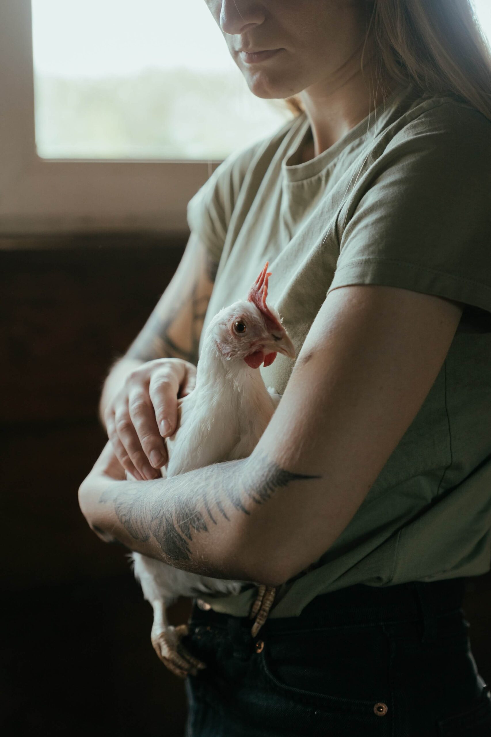 Wound Care for Chickens: How to Treat a Chicken Wound and FAQ