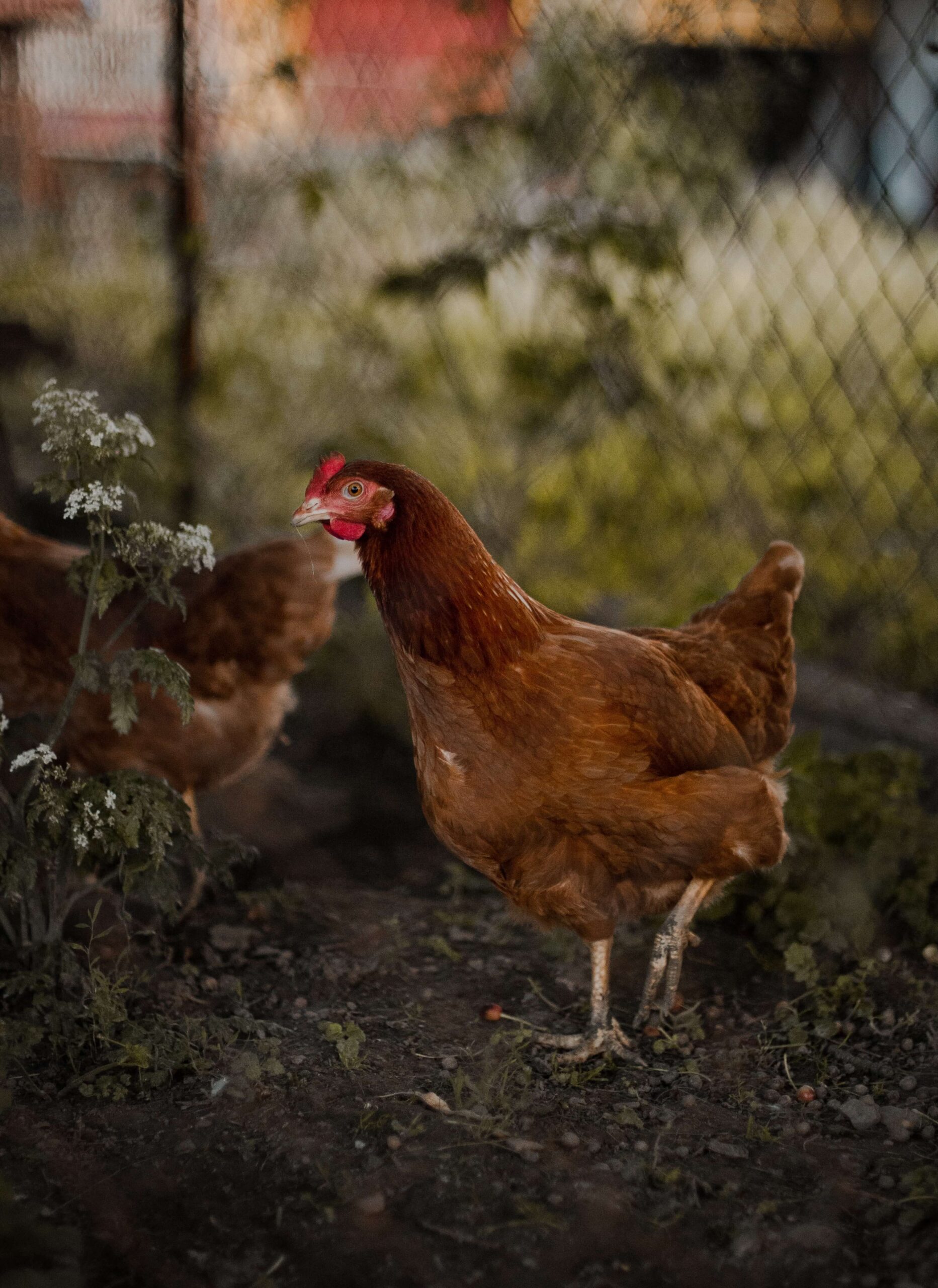 How to Spring Clean Chicken Coop: A Step-by-Step Guide